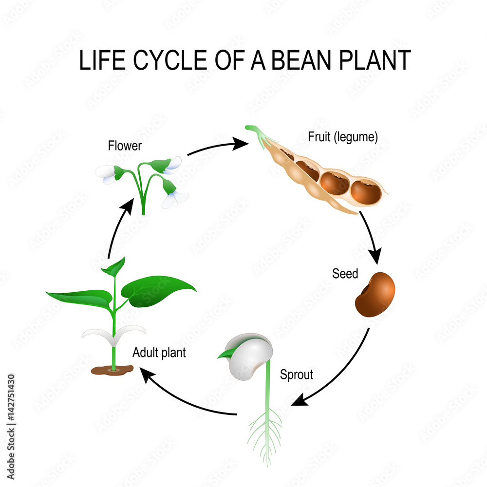 life cycle of a bean plant Stock Vector | Adobe Stock