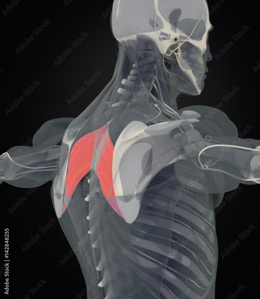 Anatomy muscle body. Rhomboid Major.Human body xray scan. 3D ...