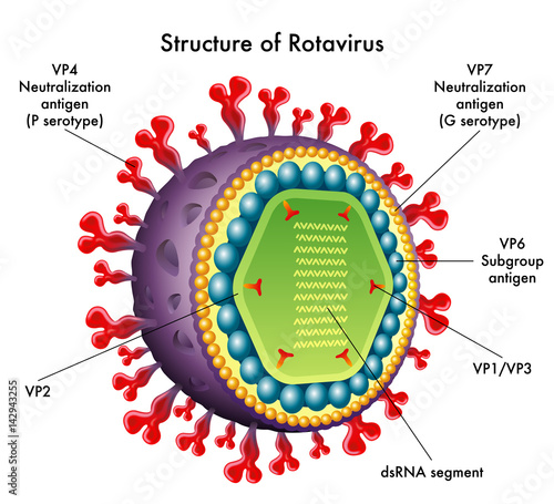 Structure of Rotavirus Stock Vector | Adobe Stock