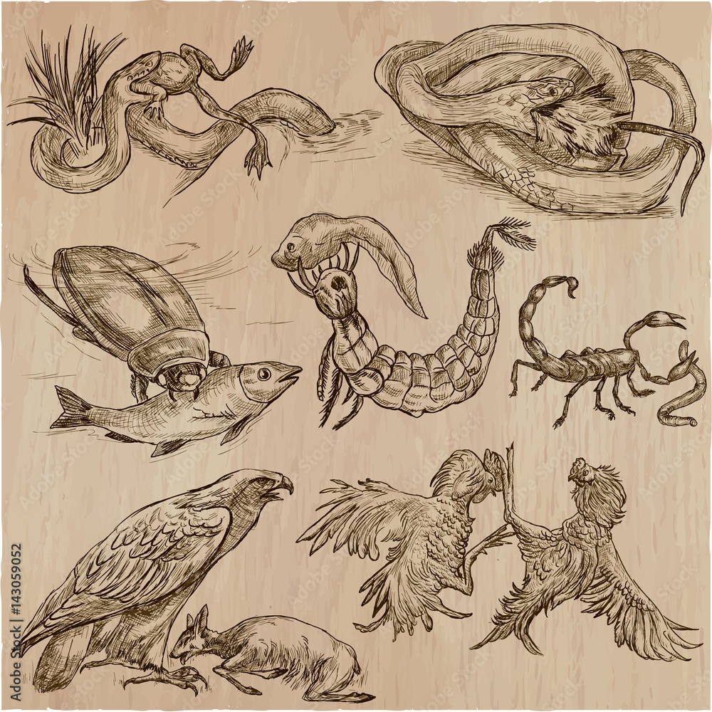 Animals in action, Predators - An hand drawn vector illustrations ...