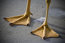 Seagull Feet Free Stock Photo - Public Domain Pictures