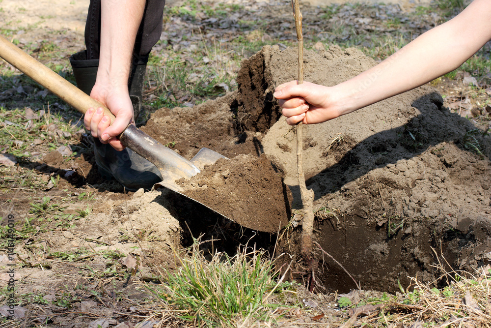 working together in the garden/ couple of gardeners are busy planting a ...