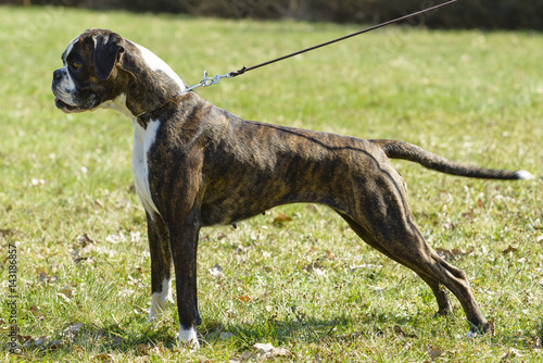 german tiger boxer dog - Buy this stock photo and explore similar ...