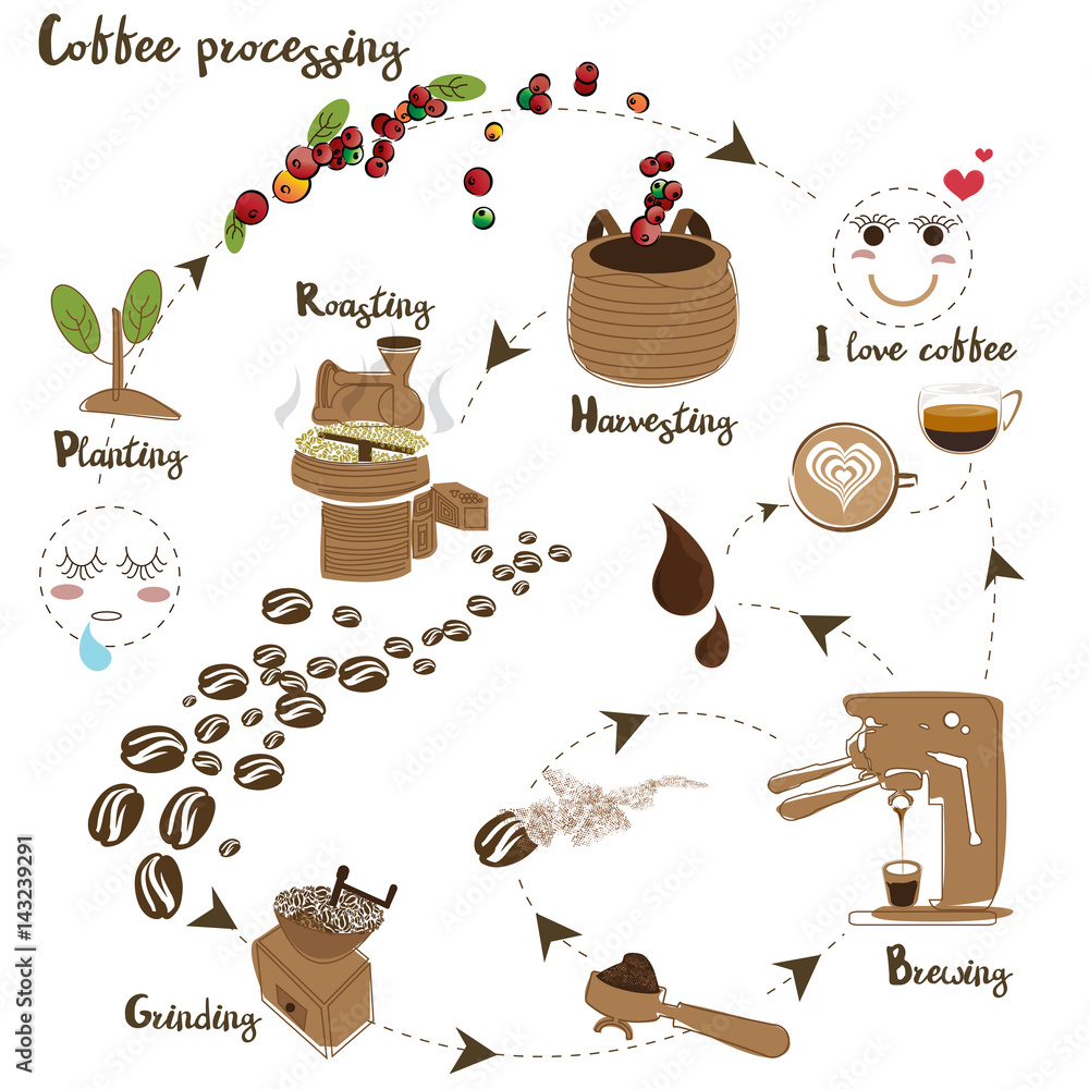 coffee processing step by step from bean to coffee lover Stock ...