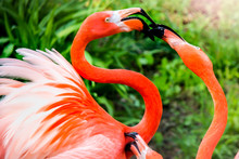Two Flamingo Fighting With Beak Free Stock Photo - Public Domain Pictures