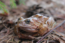 Spring Frog Free Stock Photo - Public Domain Pictures