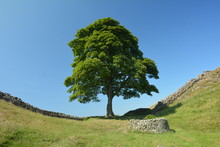 The Sycamore Gap Tree Free Stock Photo - Public Domain Pictures