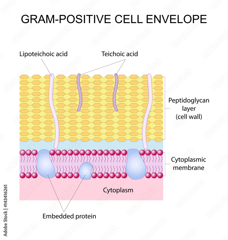 Vector illustration of the Gram-positive cell wall Stock Vector | Adobe ...