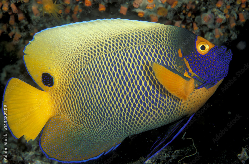 Yellowmask angelfish, Pomacanthus xanthometopon, Sipadan Borneo ...