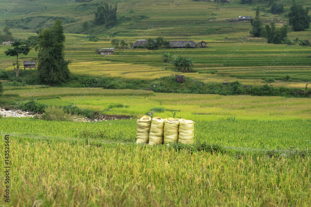 Rice fields with bags of harvested rice on terraced of Mu Cang Chai ...