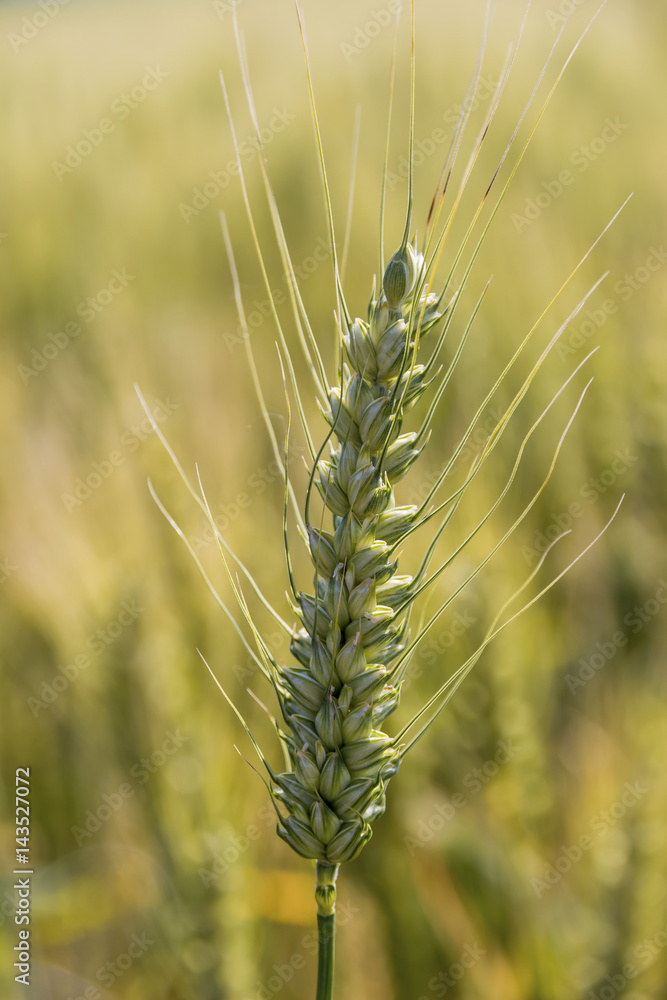 Stock-Foto „Gerstenfeld vor der Ernte“ | Adobe Stock