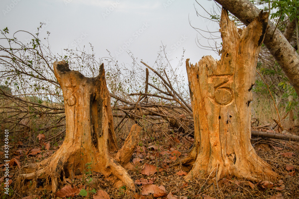 Beautiful tree stump bearing the number three, number 3 carved in the ...