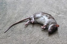Dead Mice Free Stock Photo - Public Domain Pictures