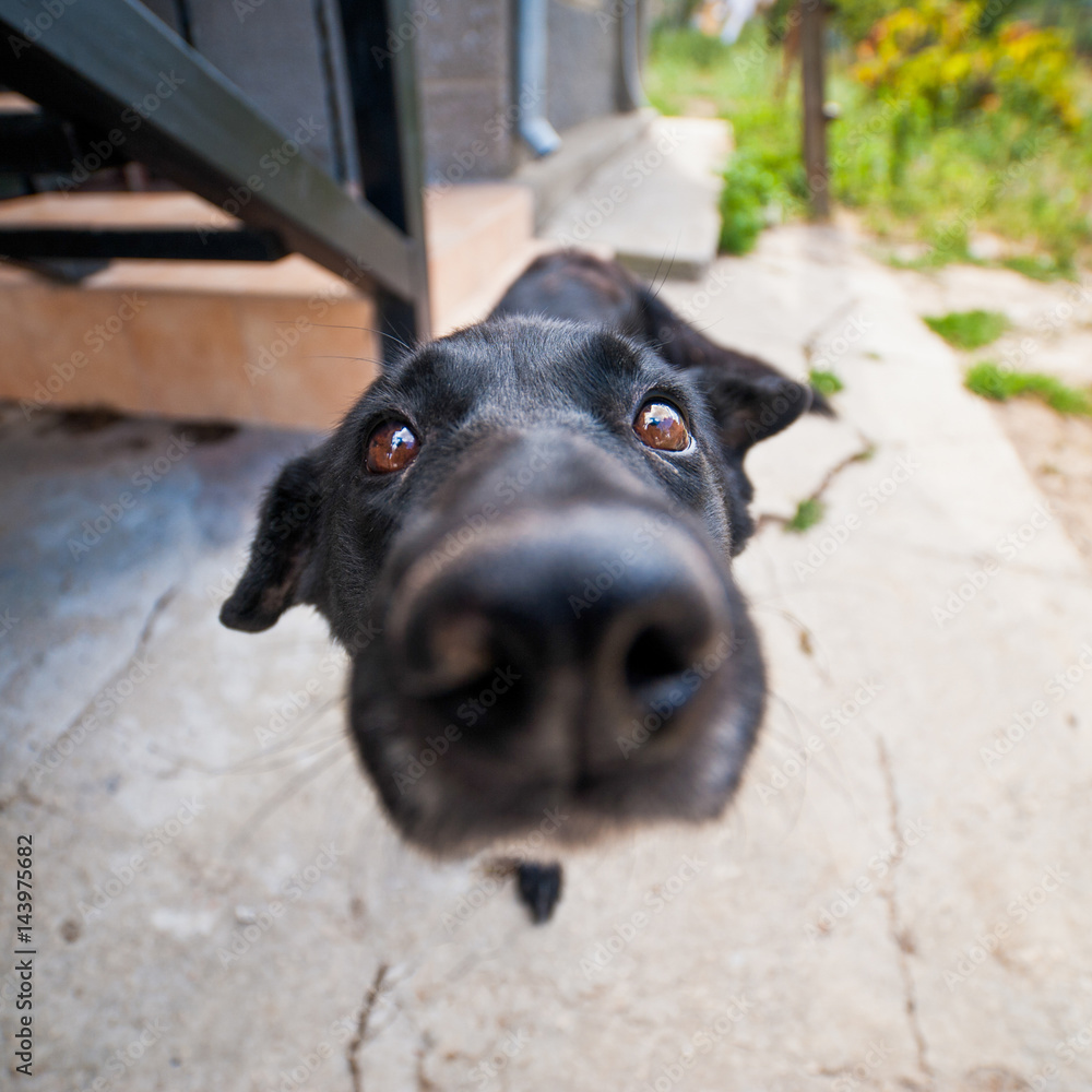 Photo Stock Funny black dog closeup | Adobe Stock