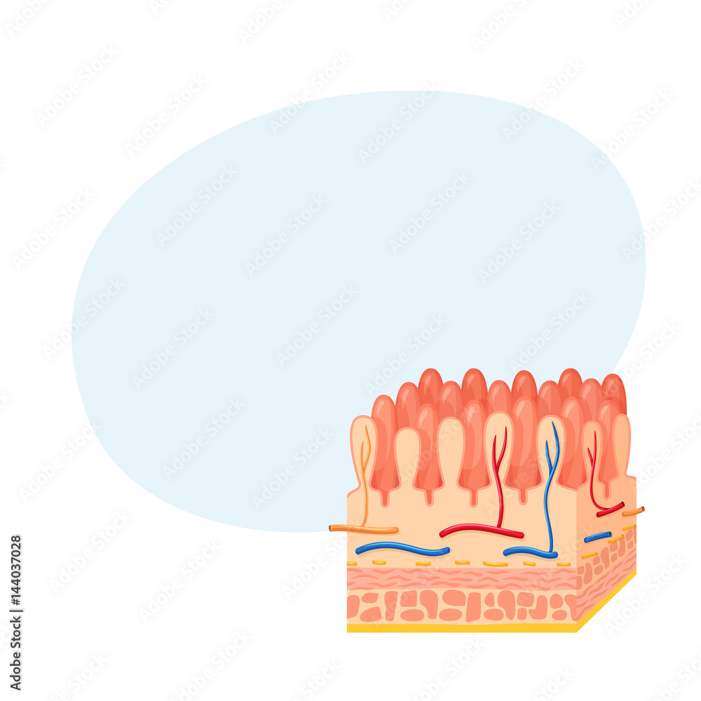 Intestinal wall anatomy Stock Vector | Adobe Stock