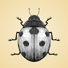 Vintage Beetle Bug Sketch Free Stock Photo - Public Domain Pictures