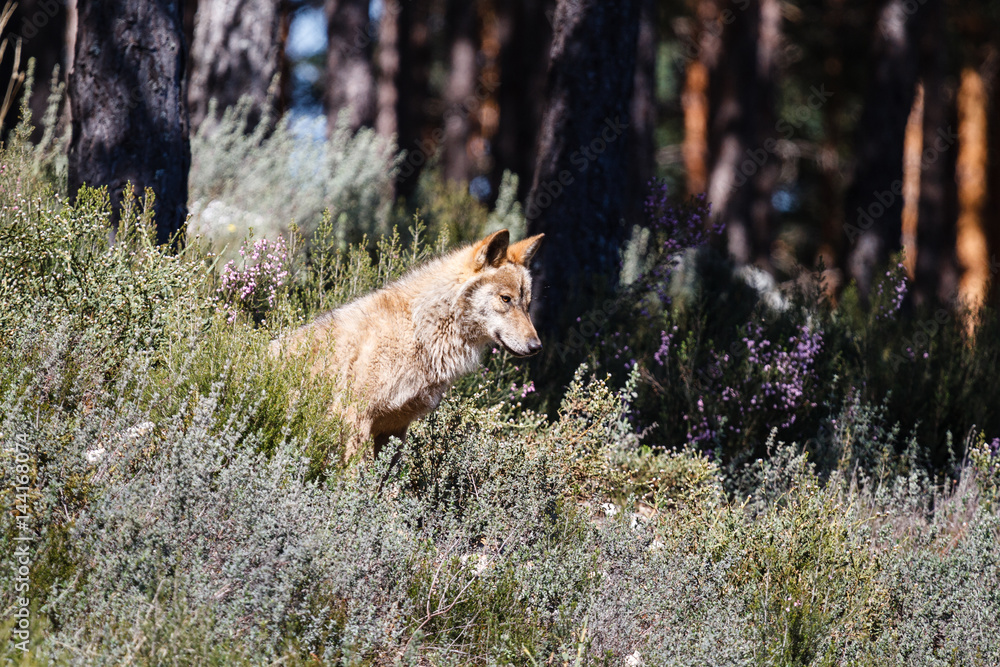 Joven macho de Lobo Ibérico, sentado y observando. Canis lupus signatus ...