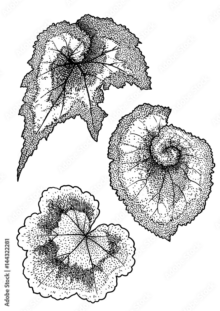 Begonia leaf illustration, drawing, engraving, ink, line art, vector ...