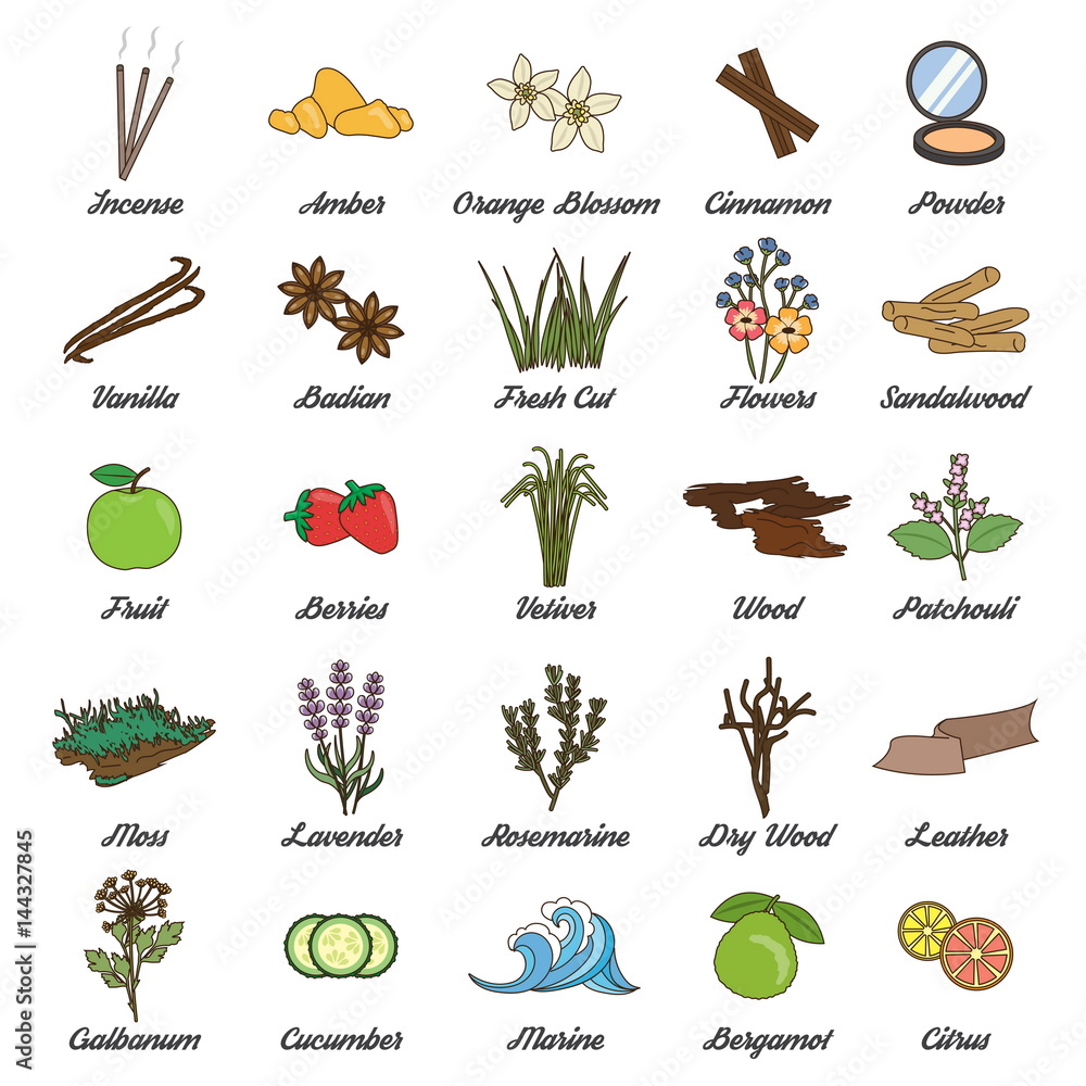 Perfume guide wheel infographic. Stock Vector | Adobe Stock