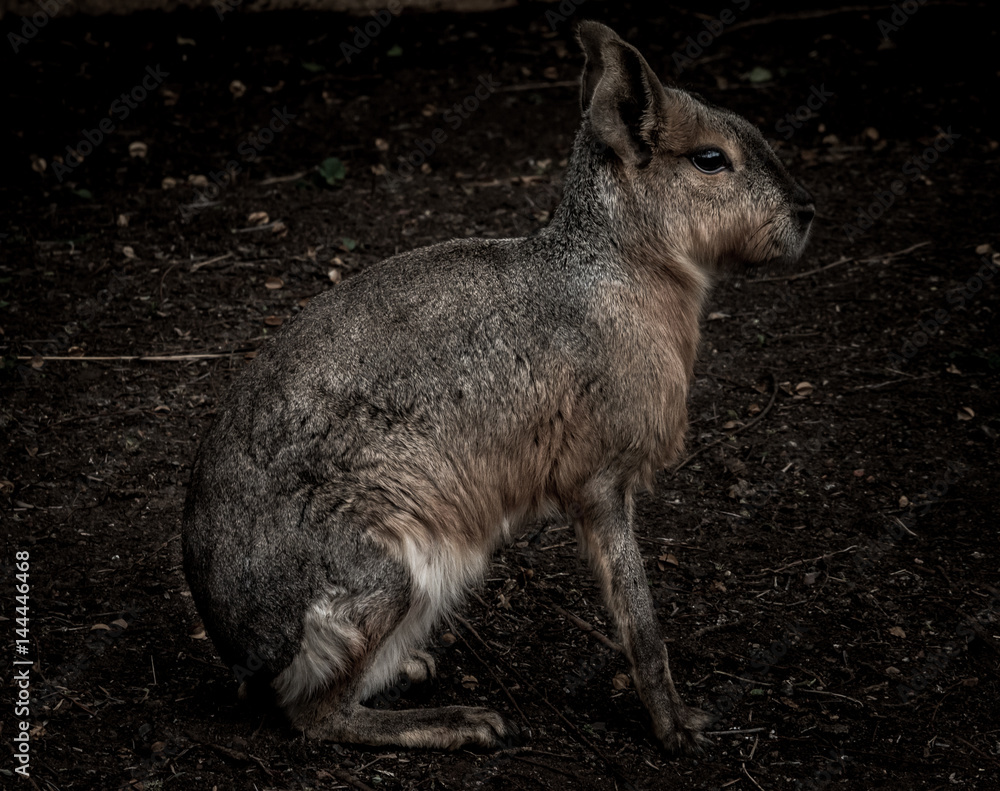 Patagonian Mara The Patagonian mara, is a relatively large rodent in ...