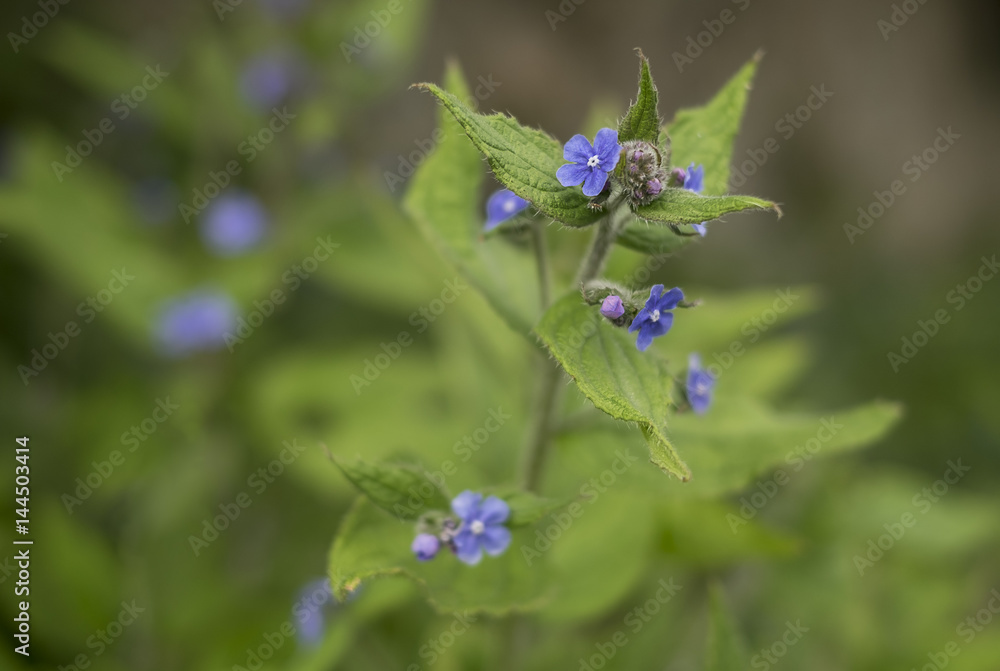 Green Alkanet, blue weed flower Stock Photo | Adobe Stock