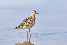 Ruff Standing Bird Free Stock Photo - Public Domain Pictures