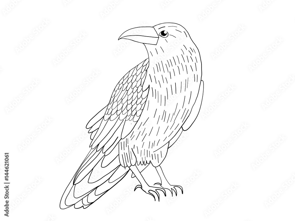 Hand-drawn black crow. Raven, bird sketch, vector illustration. Stock Vector | Adobe Stock