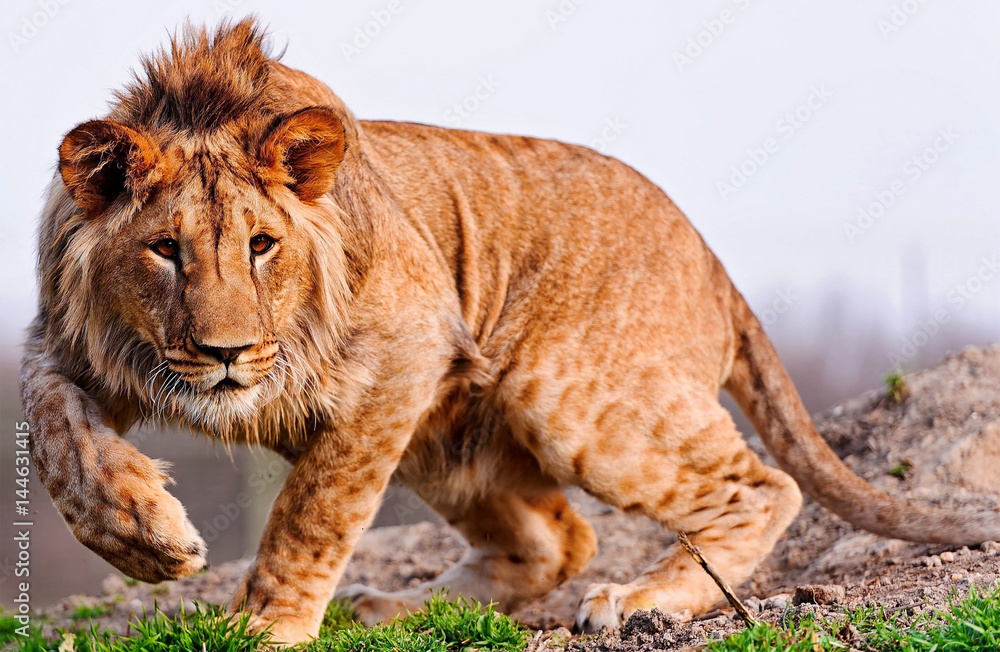 Portrait of a lion while hunting Stock Photo | Adobe Stock