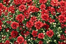 Red Mums Free Stock Photo - Public Domain Pictures