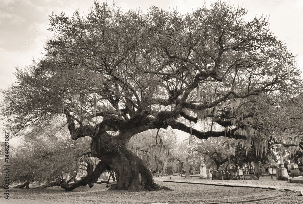 Old Man Tree that is a live oak tree in a cemetery in southern USA in ...