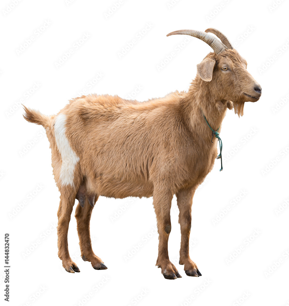 Adult red goat with horns and milk udder. Isolated Stock Photo | Adobe ...