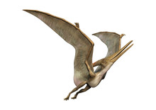 Pteranodon Flying Free Stock Photo - Public Domain Pictures