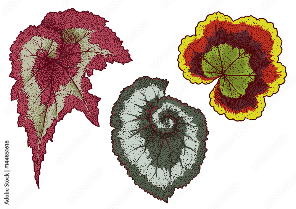 Begonia leaf illustration, drawing, engraving, ink, line art, vector ...