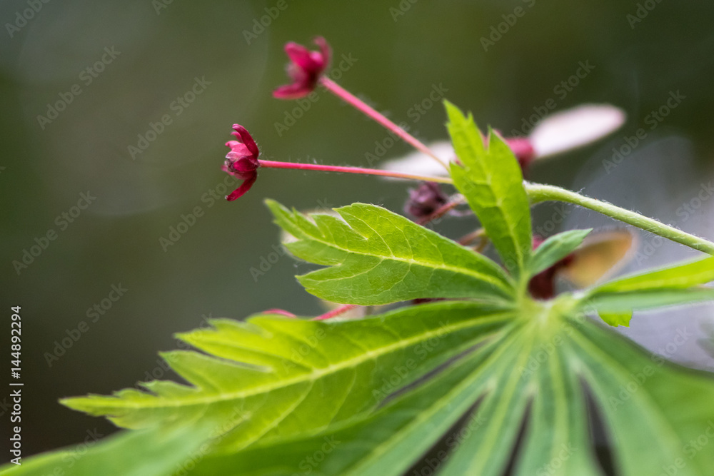 Cut-leaved Japanese maple (Acer japonicum 'Aconitifolium'). Red flowers ...