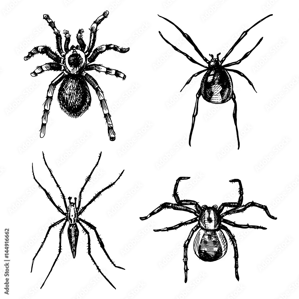 Spider or arachnid species, most dangerous insects in the world, old ...