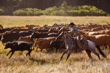Cowboy Herding Free Stock Photo - Public Domain Pictures