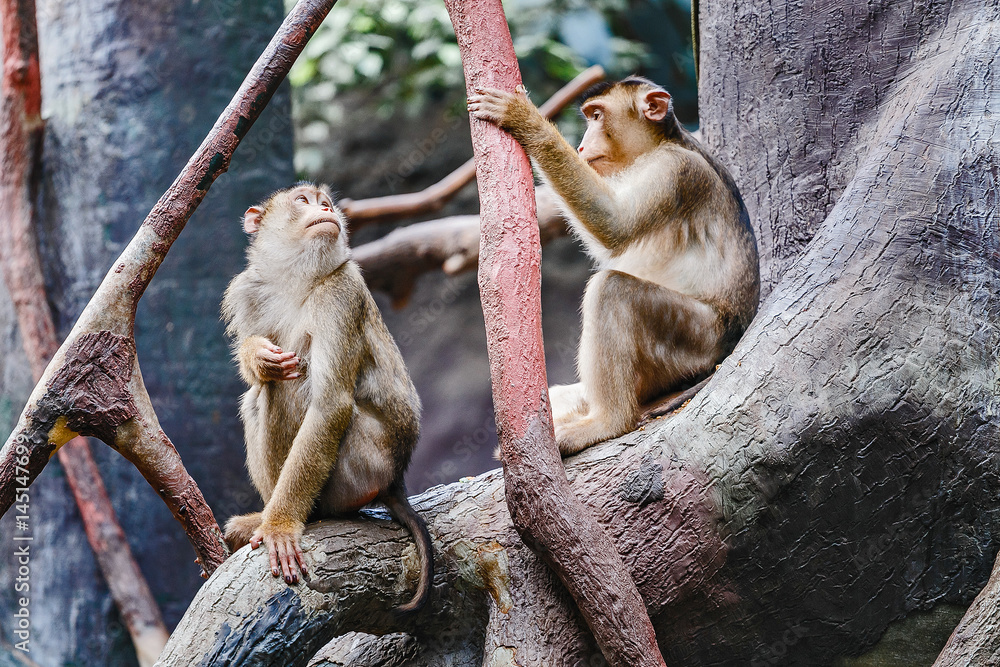 Two macaques funny communicate with the use of developed facial ...