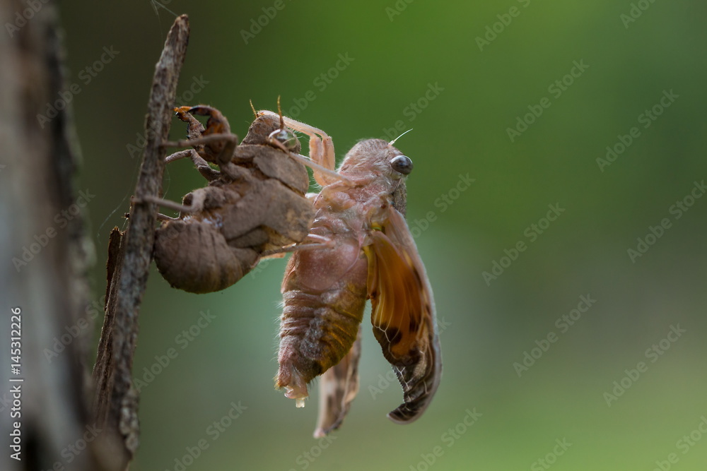 Cicada,insect,Cicada changing its with last molt - the transformation ...
