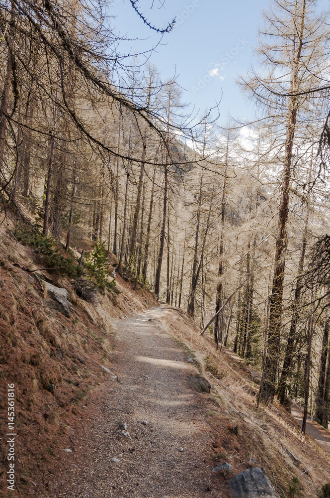 Zermatt, Wanderweg, Findeln, Wald, Waldweg, Findelbach, Wanderferien ...