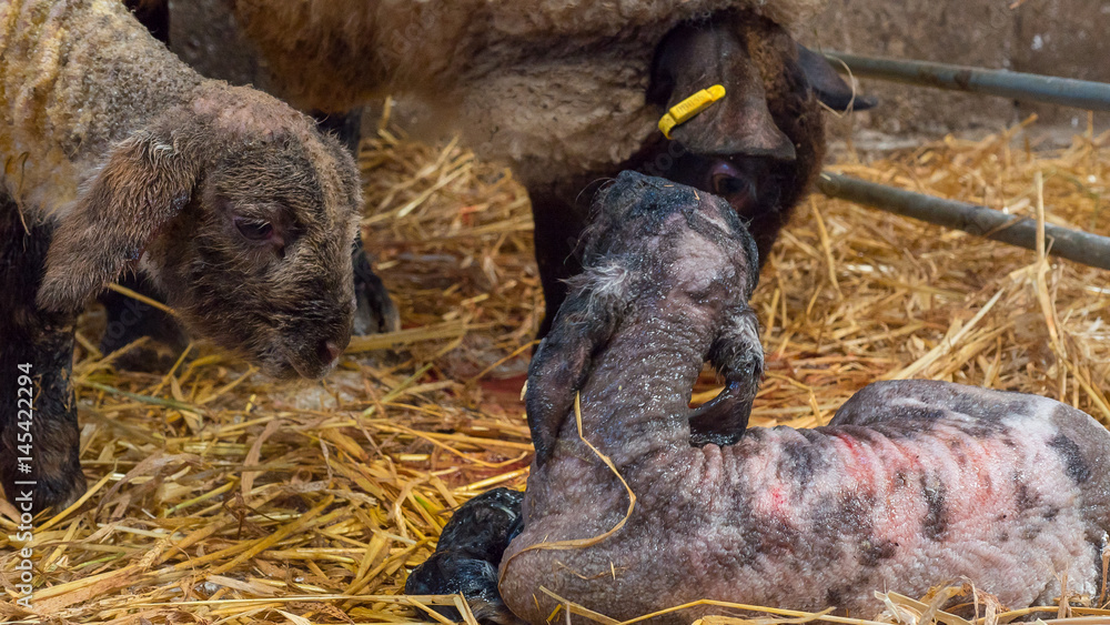 Sheep ewe licks her lamb after giving birth in order to claim it as her ...