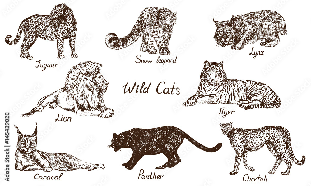 Wild cats set: Jaguar, Snow Leopard (ounce), Lynx (bobcat), Lion, Tiger ...