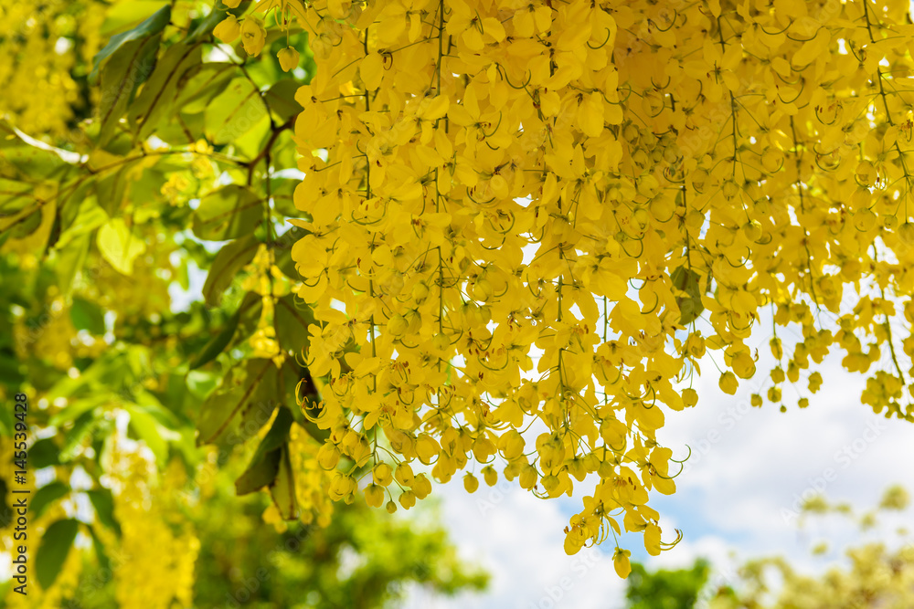 Golden Shower flower or known as the golden rain tree, canafistula and this is the national tree ...