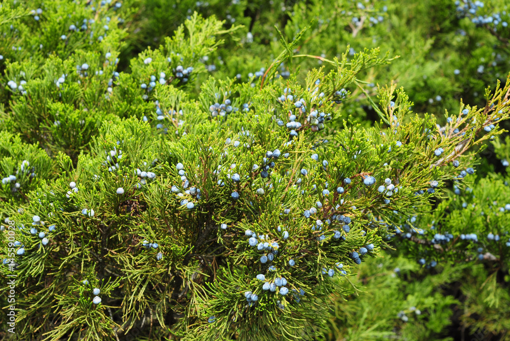 Green juniper with juniper berry. Juniperus excelsa or Greek Juniper ...