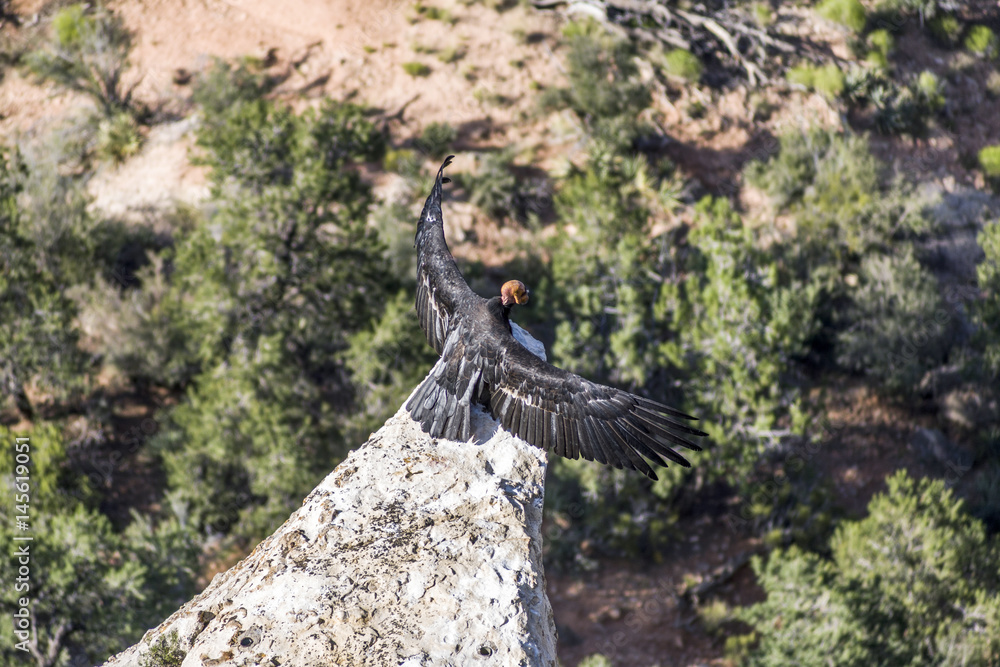 vulture in the Great Canyon near Maricopa Point, they carry a homing ...