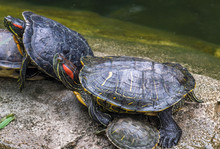 Red Eared Slider Turtle Free Stock Photo - Public Domain Pictures