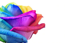 Rainbow Rose Free Stock Photo - Public Domain Pictures