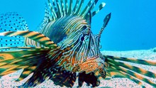 Lion Fish Free Stock Photo - Public Domain Pictures