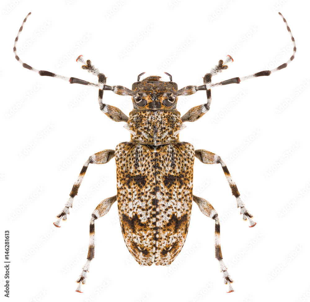 Long-horned beetle Aegomorphus clavipes isolated on white background ...