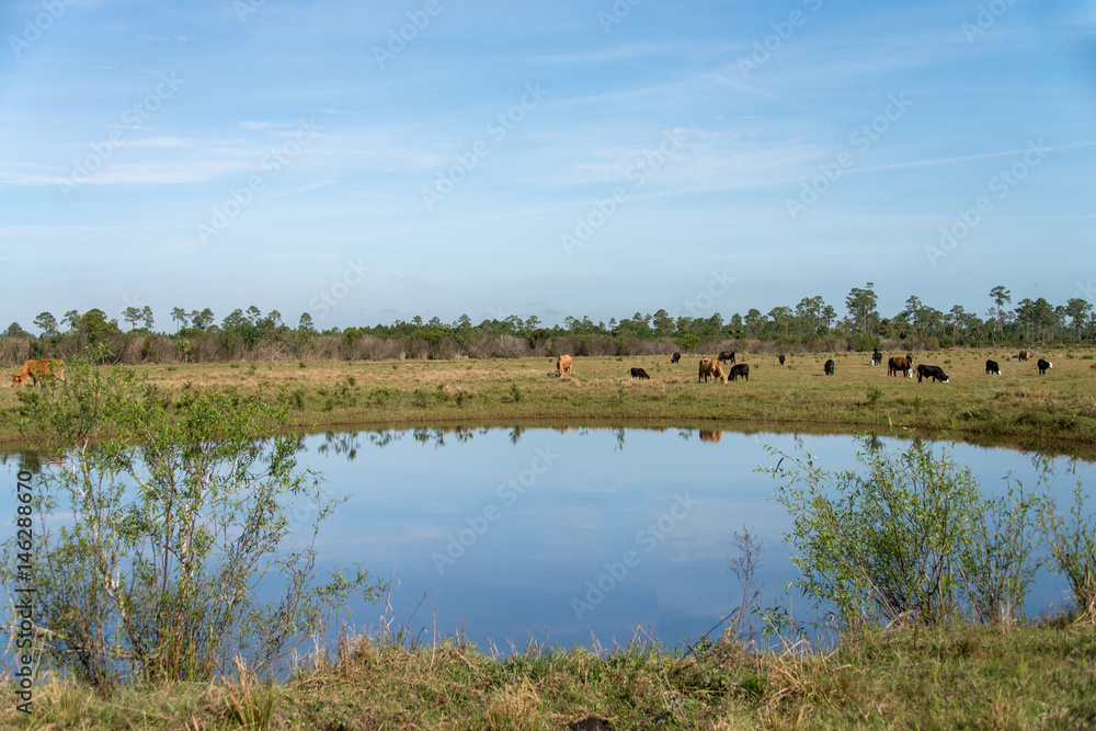 livestock by pond Stock Photo | Adobe Stock