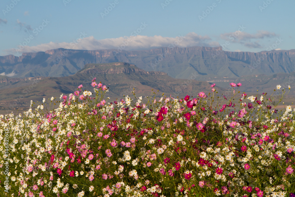 cosmos in south african drakensberg Stock Photo | Adobe Stock